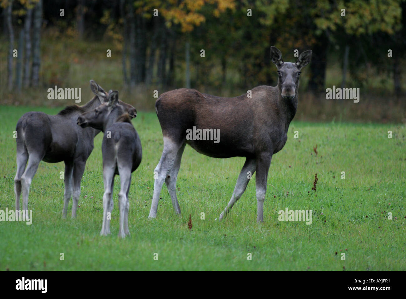 The largest ungulate, common in Scandinavian forests Stock Photo - Alamy
