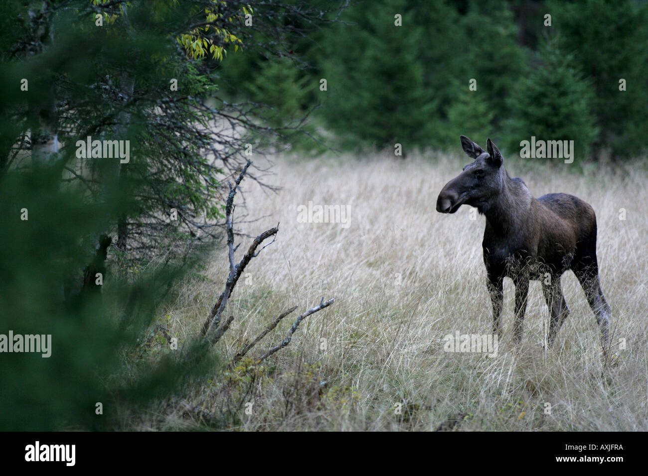 The largest ungulate, common in Scandinavian forests Stock Photo - Alamy