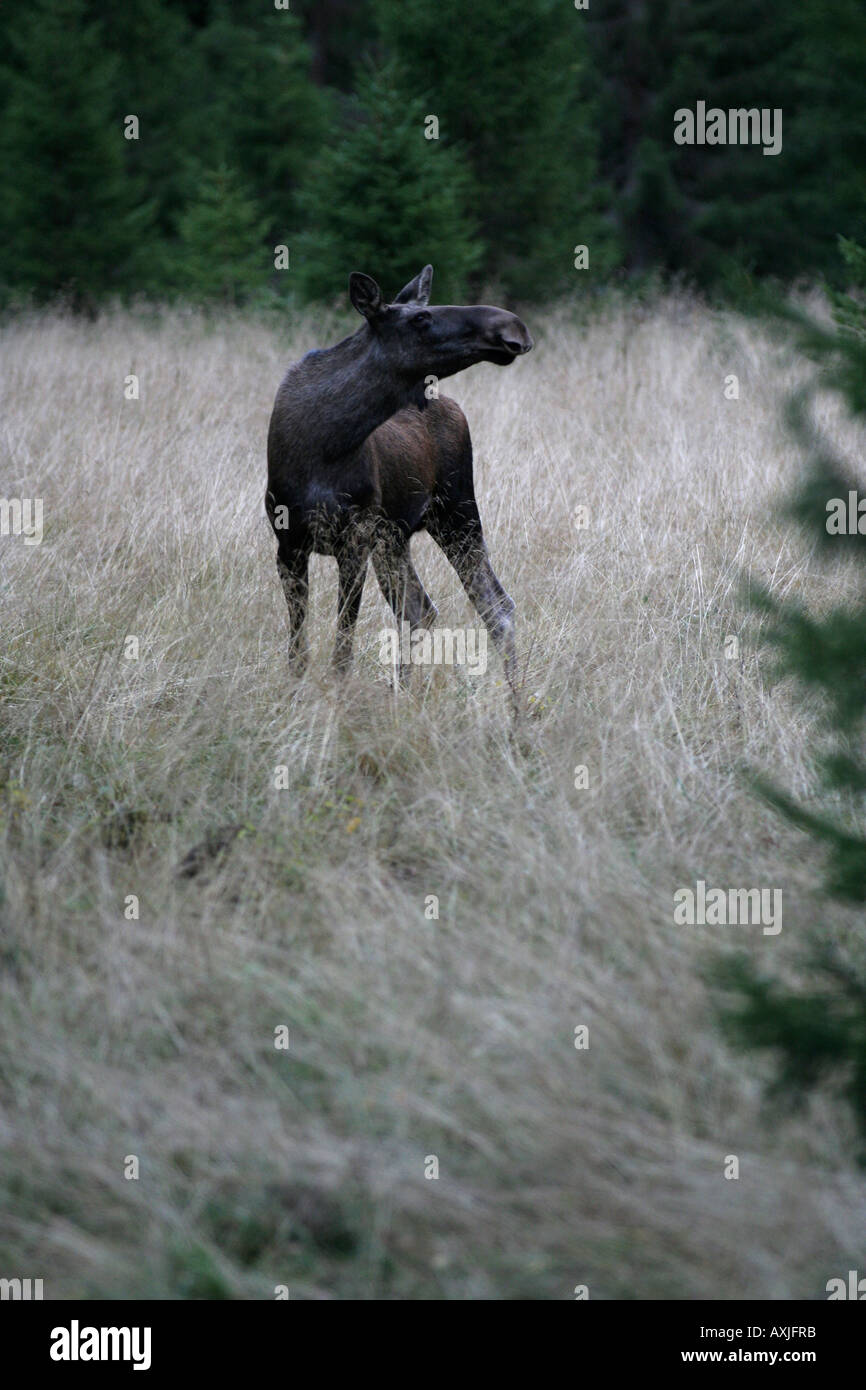 The largest ungulate, common in Scandinavian forests Stock Photo - Alamy