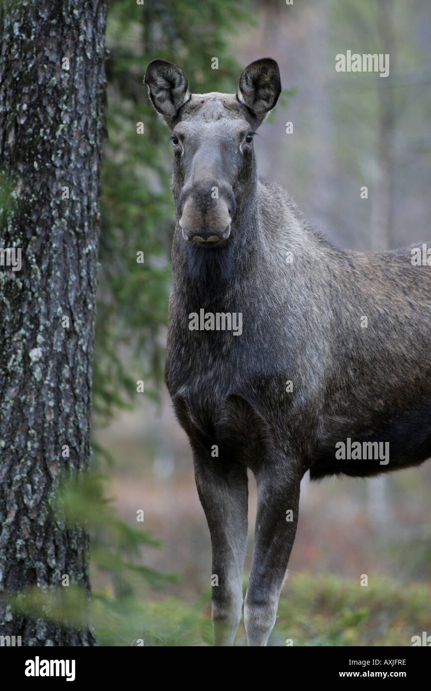 The largest ungulate, common in Scandinavian forests Stock Photo - Alamy