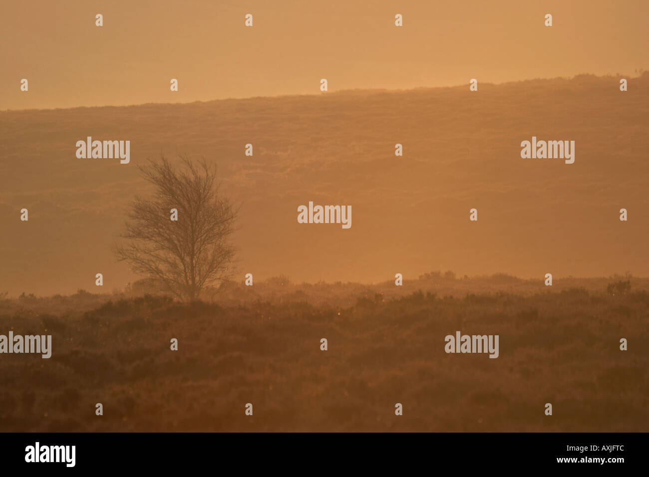 Early morning moorland mist Stock Photo - Alamy