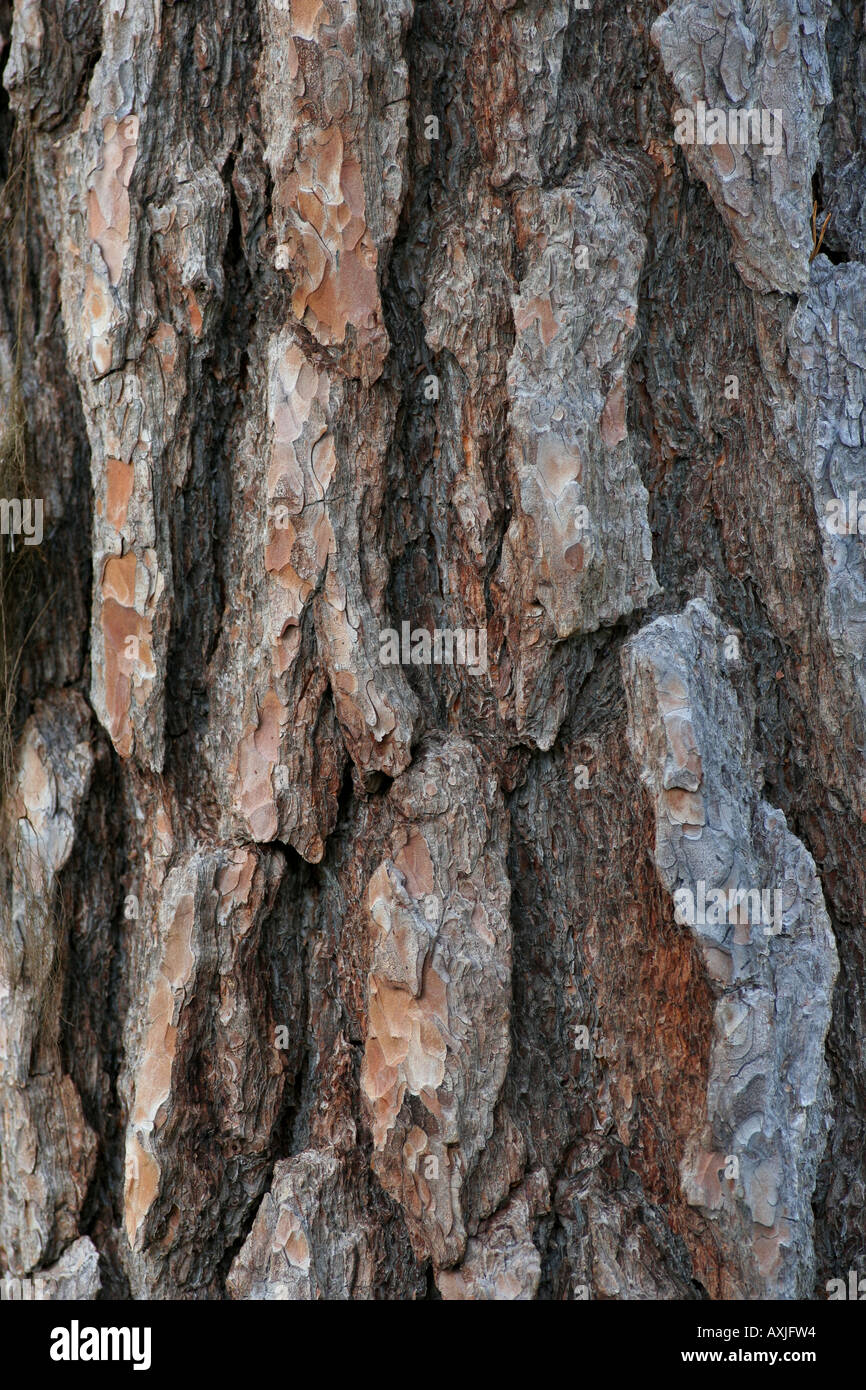 Furu tree hi-res stock photography and images - Alamy