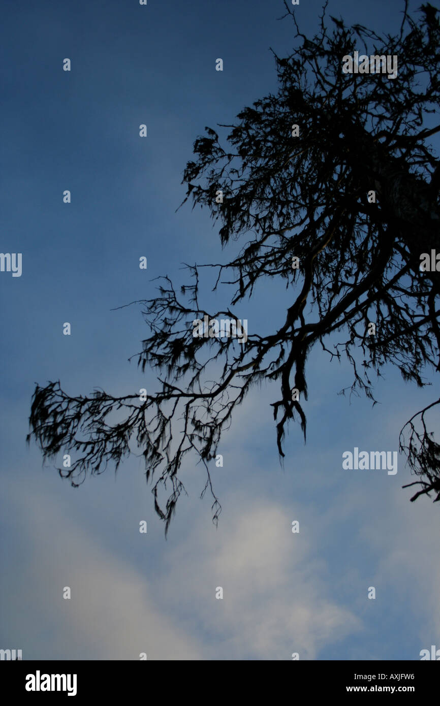 Furu tree hi-res stock photography and images - Alamy