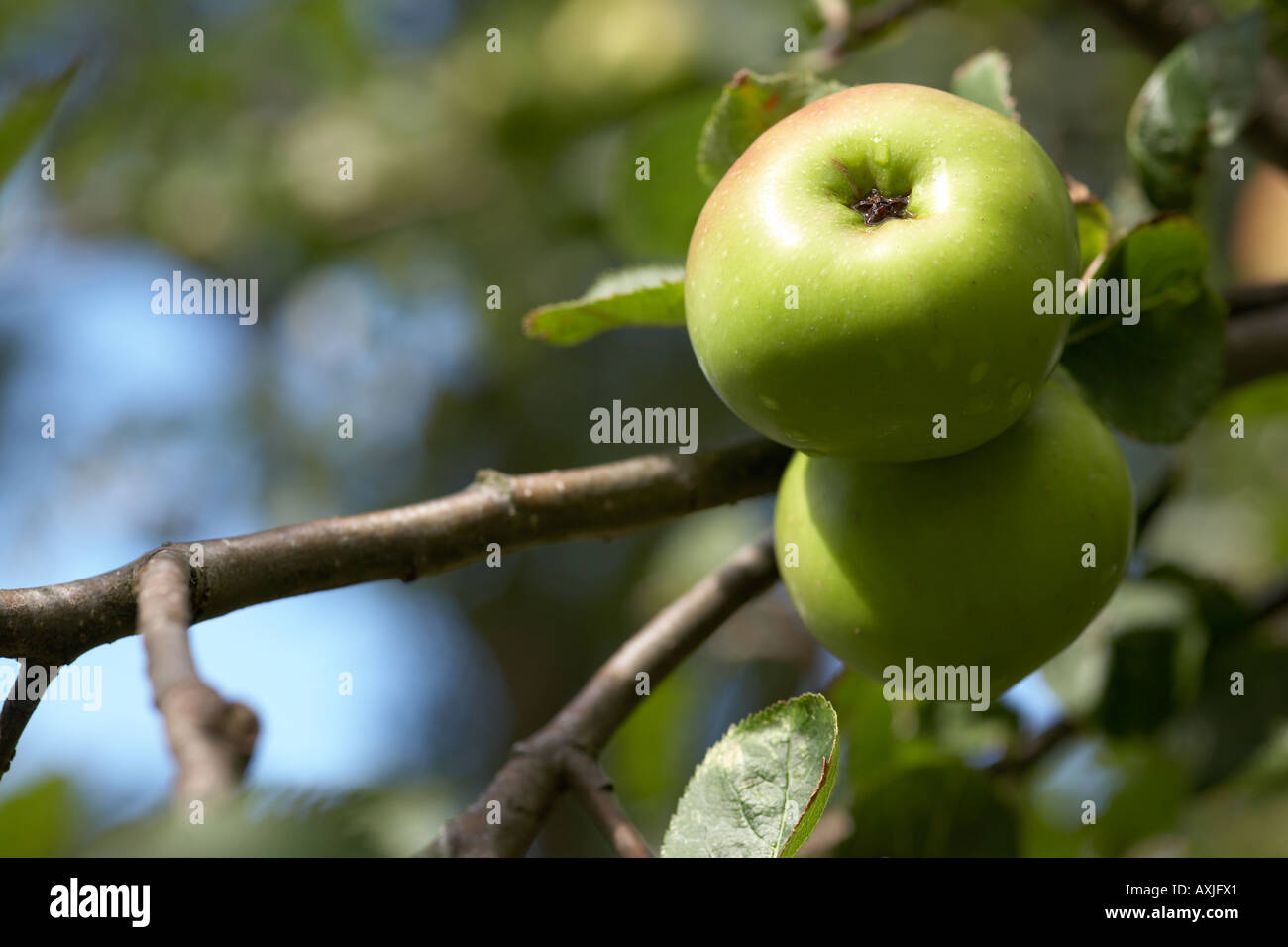 Apples on a tree Stock Photo - Alamy