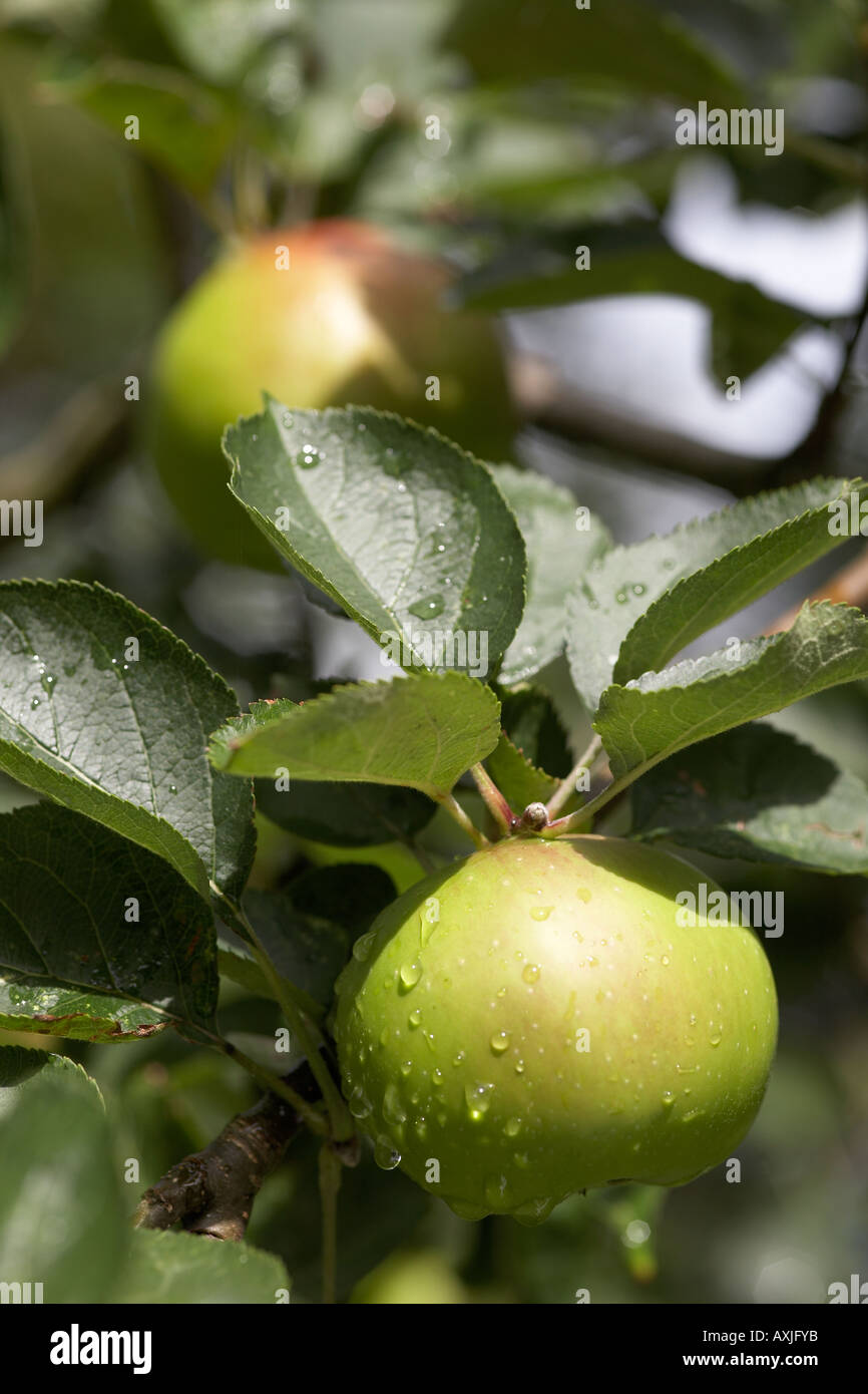 Lush fruitful apple tree hi-res stock photography and images - Alamy