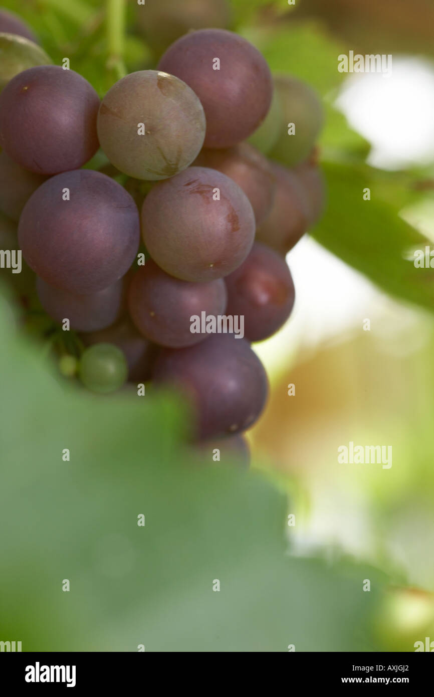 Ripe red wine grapes on a vine Stock Photo - Alamy