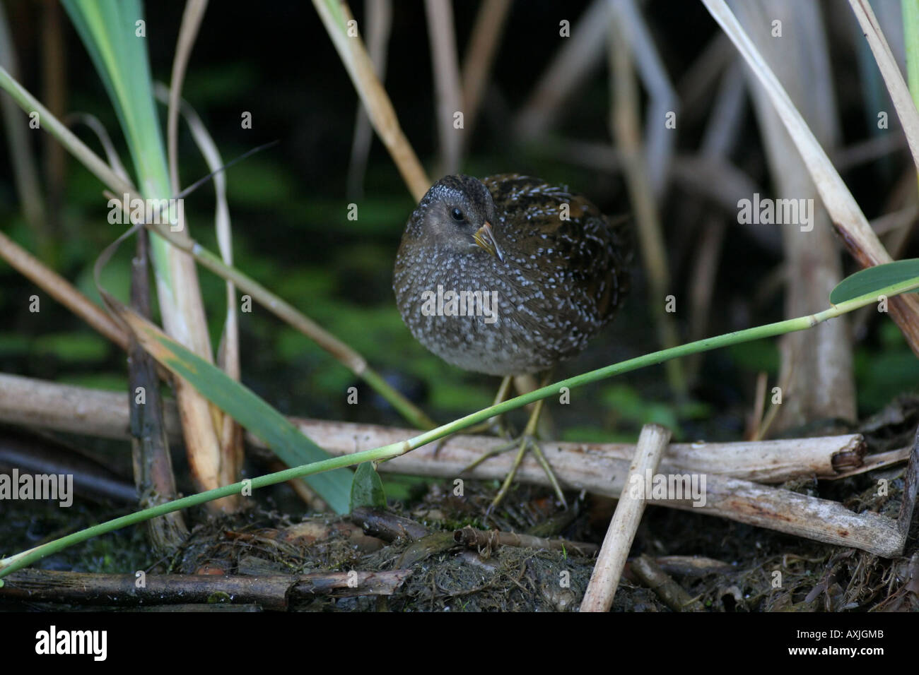 Rail crake hi-res stock photography and images - Alamy