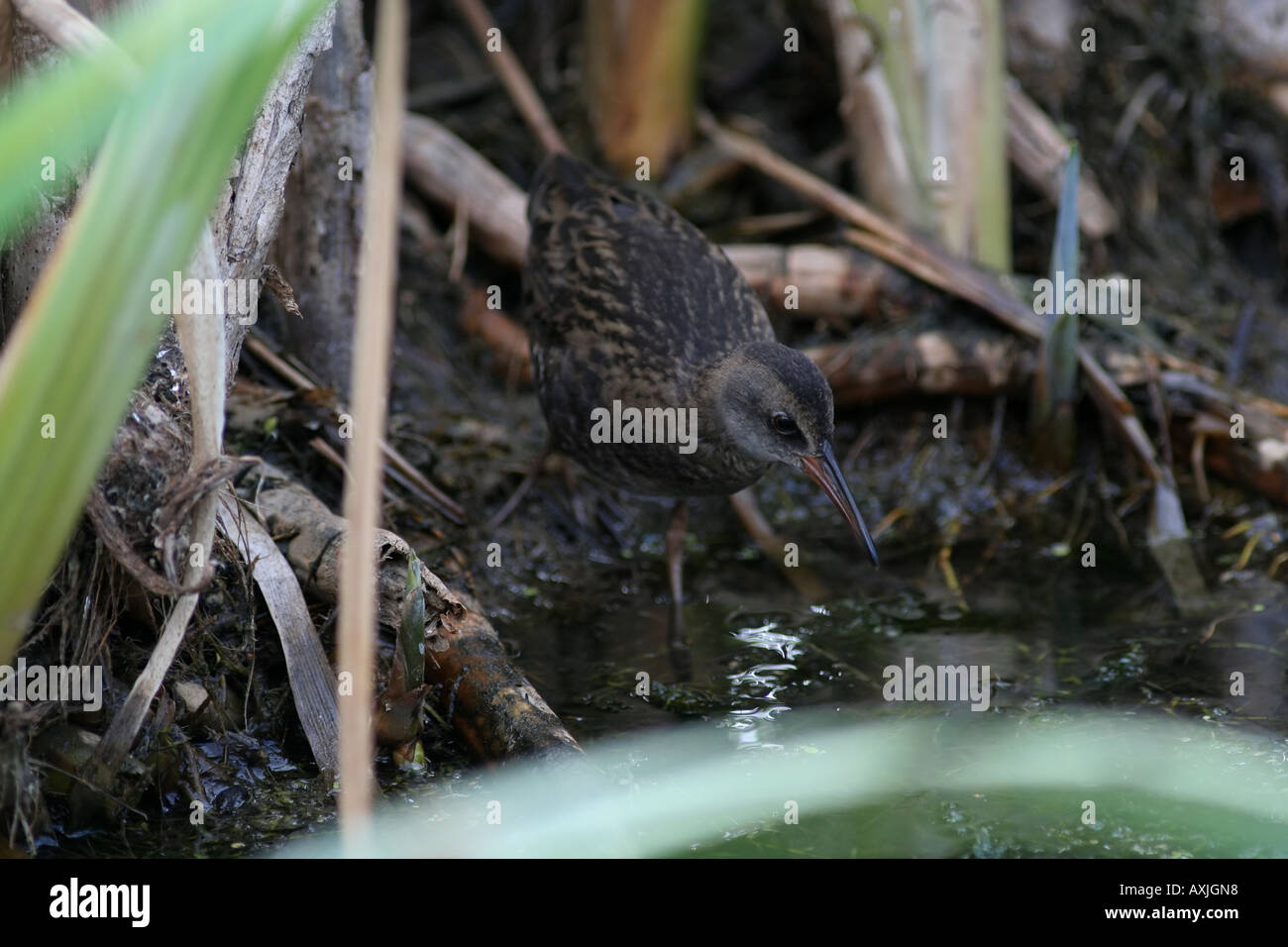 Skulking bird hi-res stock photography and images - Alamy