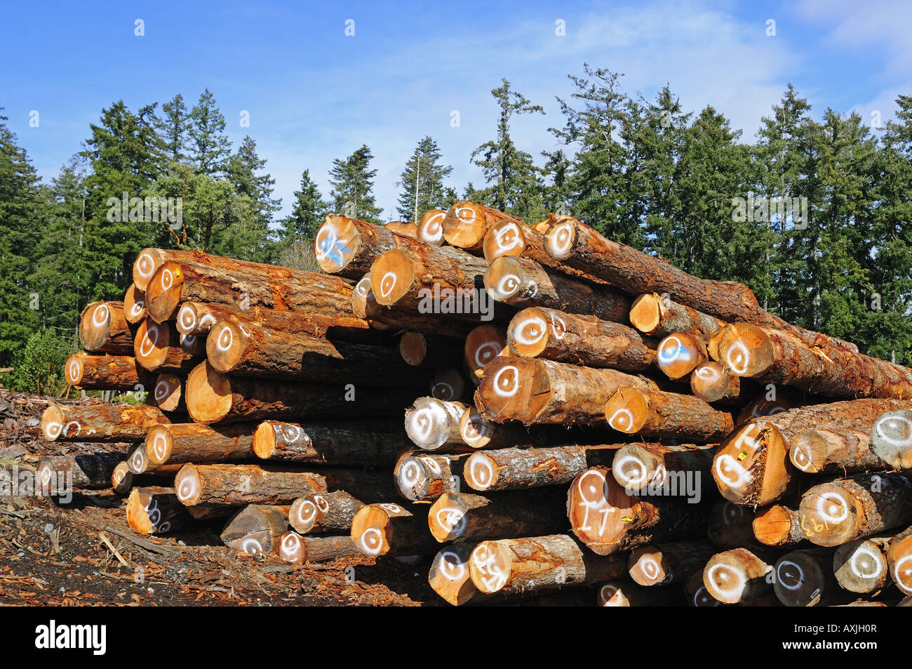 Canadian timber yard and stacked fresh cut lumber Stock Photo - Alamy