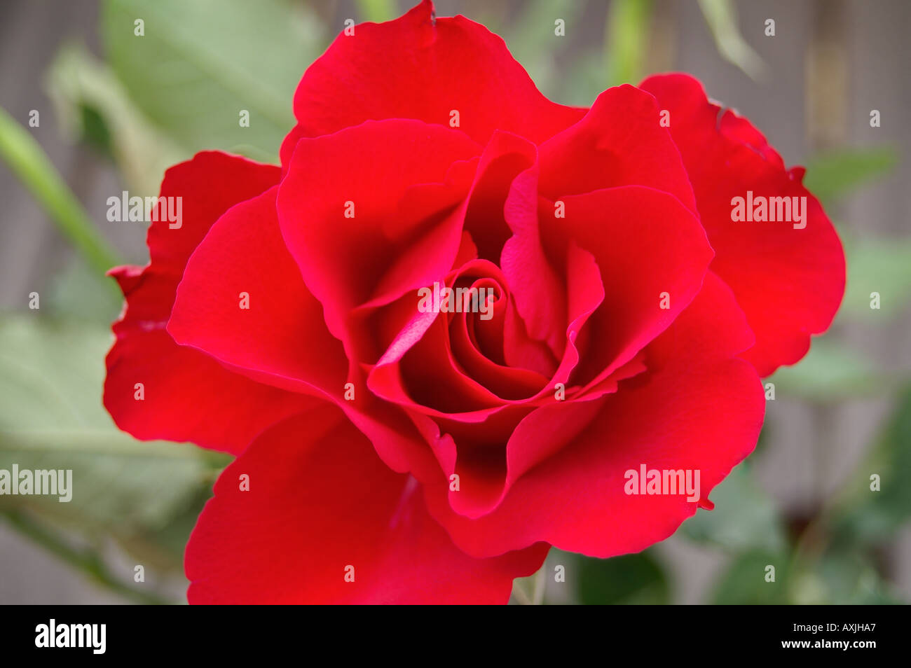Rose rot red Stock Photo - Alamy