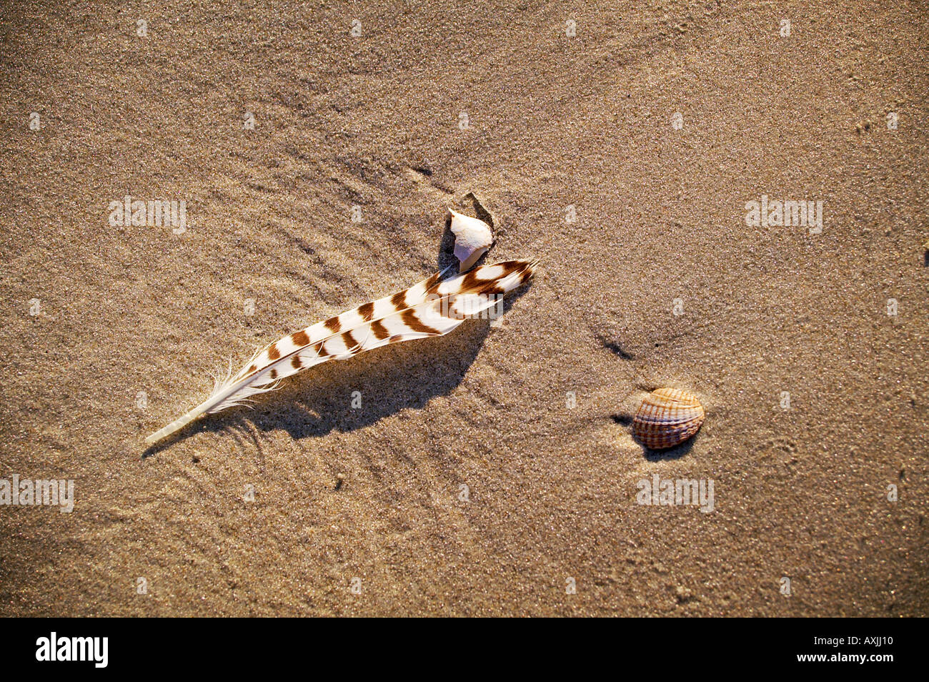 beach feather shell Stock Photo - Alamy