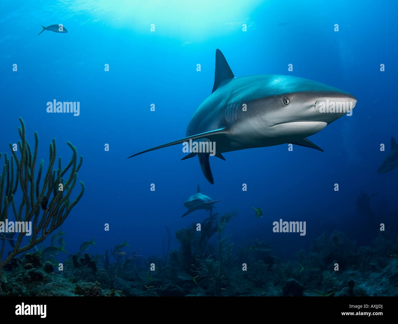 Caribbean Reef Shark from the Bahamas Stock Photo - Alamy