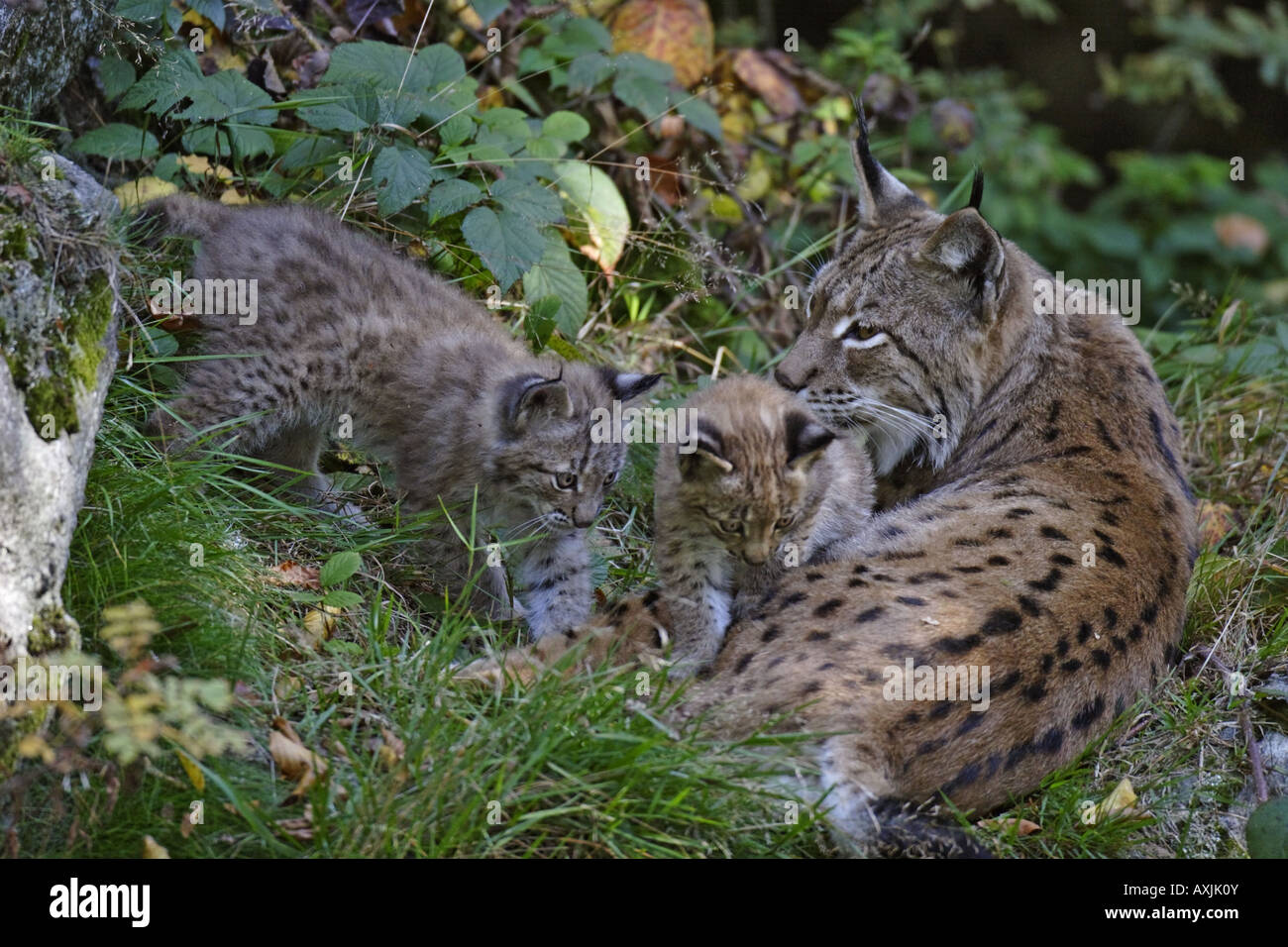Baby luchse hi-res stock photography and images - Alamy