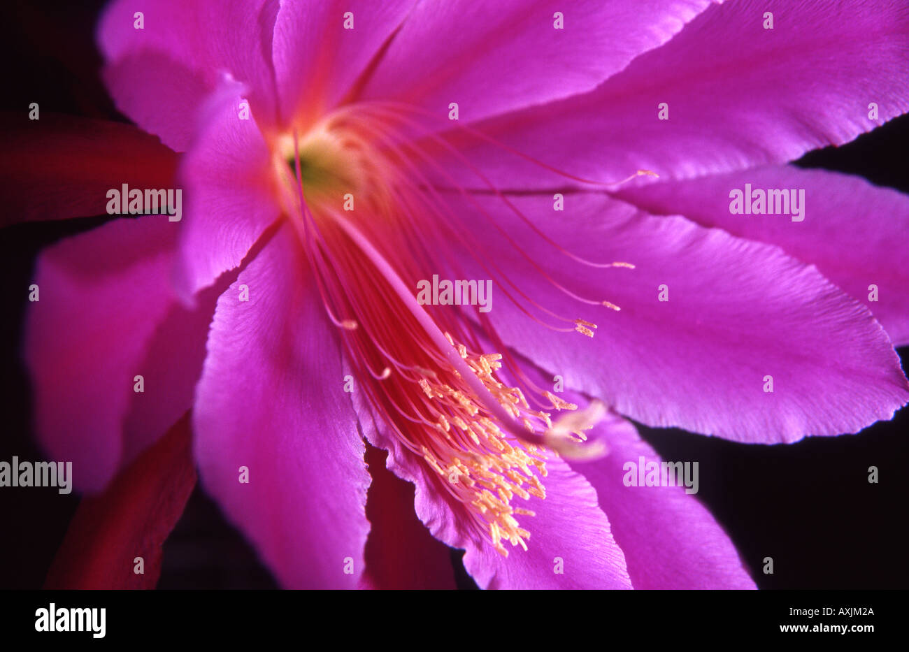 Single cactus flower hi-res stock photography and images - Alamy
