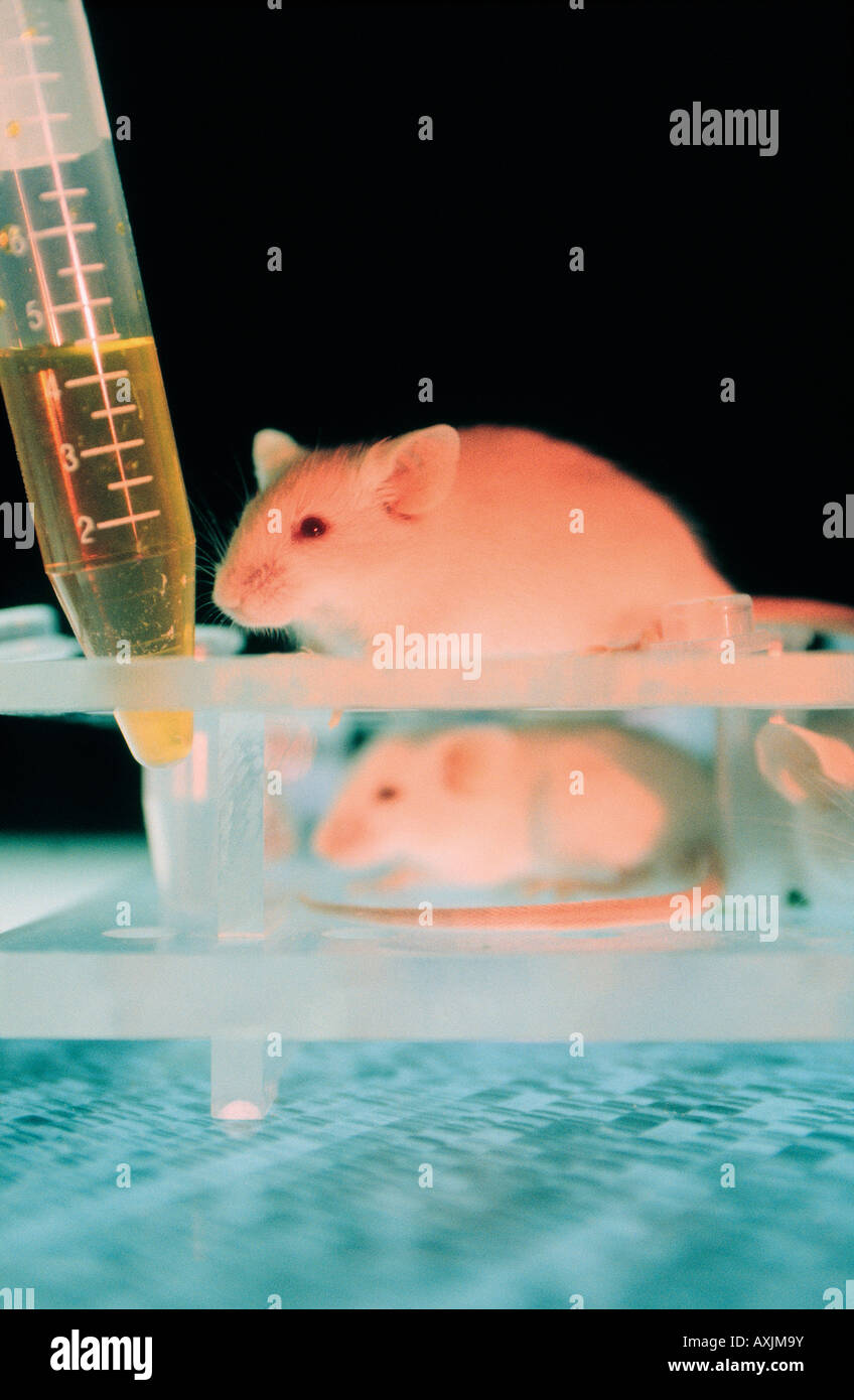 genemodified mouse GMO Stock Photo - Alamy