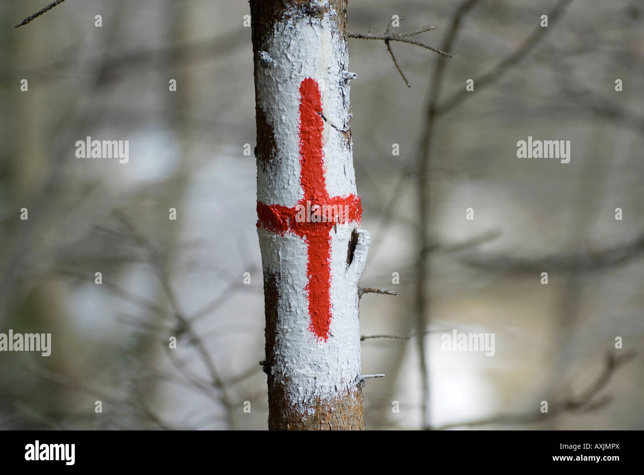 red cross on white background painted on pine tree trunk Stock Photo ...