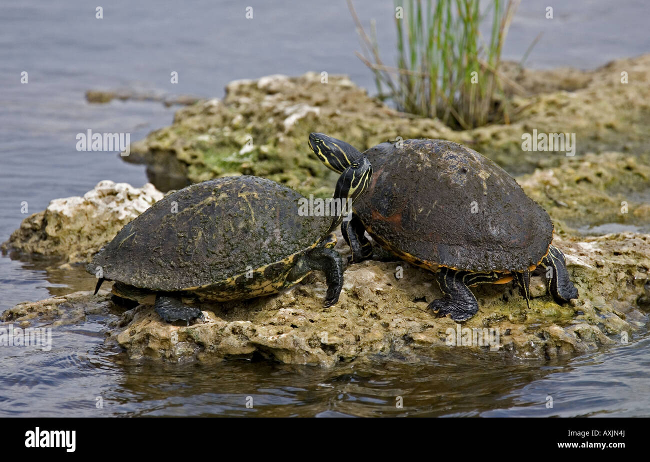 Pair of turtles resting on rocks, Everglades, Florida USA Stock Photo ...