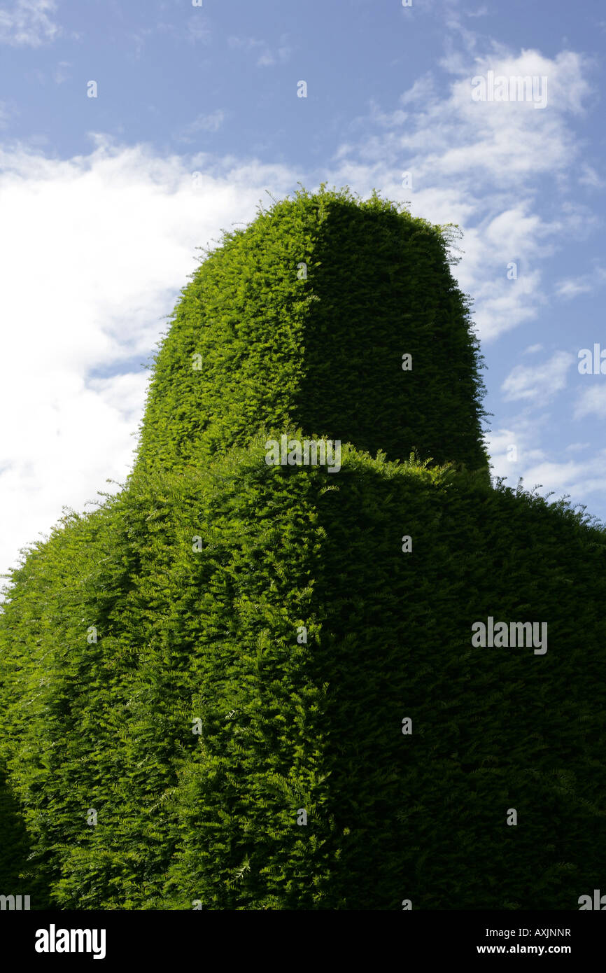 Blue sky and a shaped topiary hedge Stock Photo - Alamy