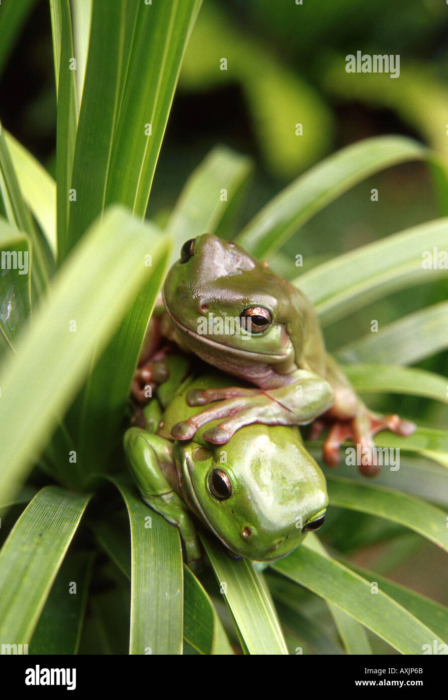 two australian green tree frogs in foliage Stock Photo - Alamy