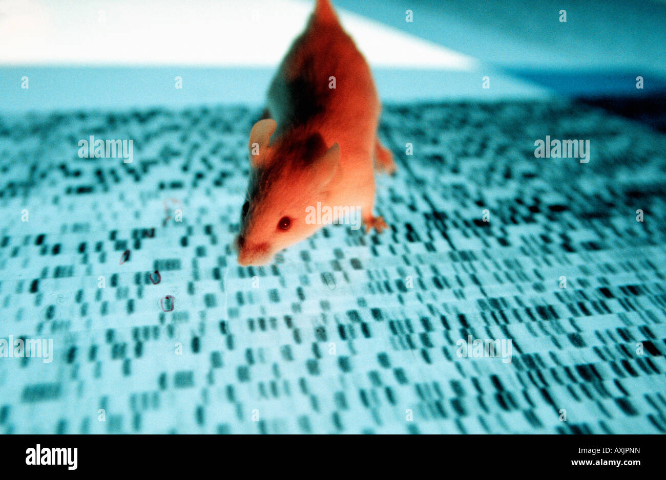 Mouse genetics hi-res stock photography and images - Alamy