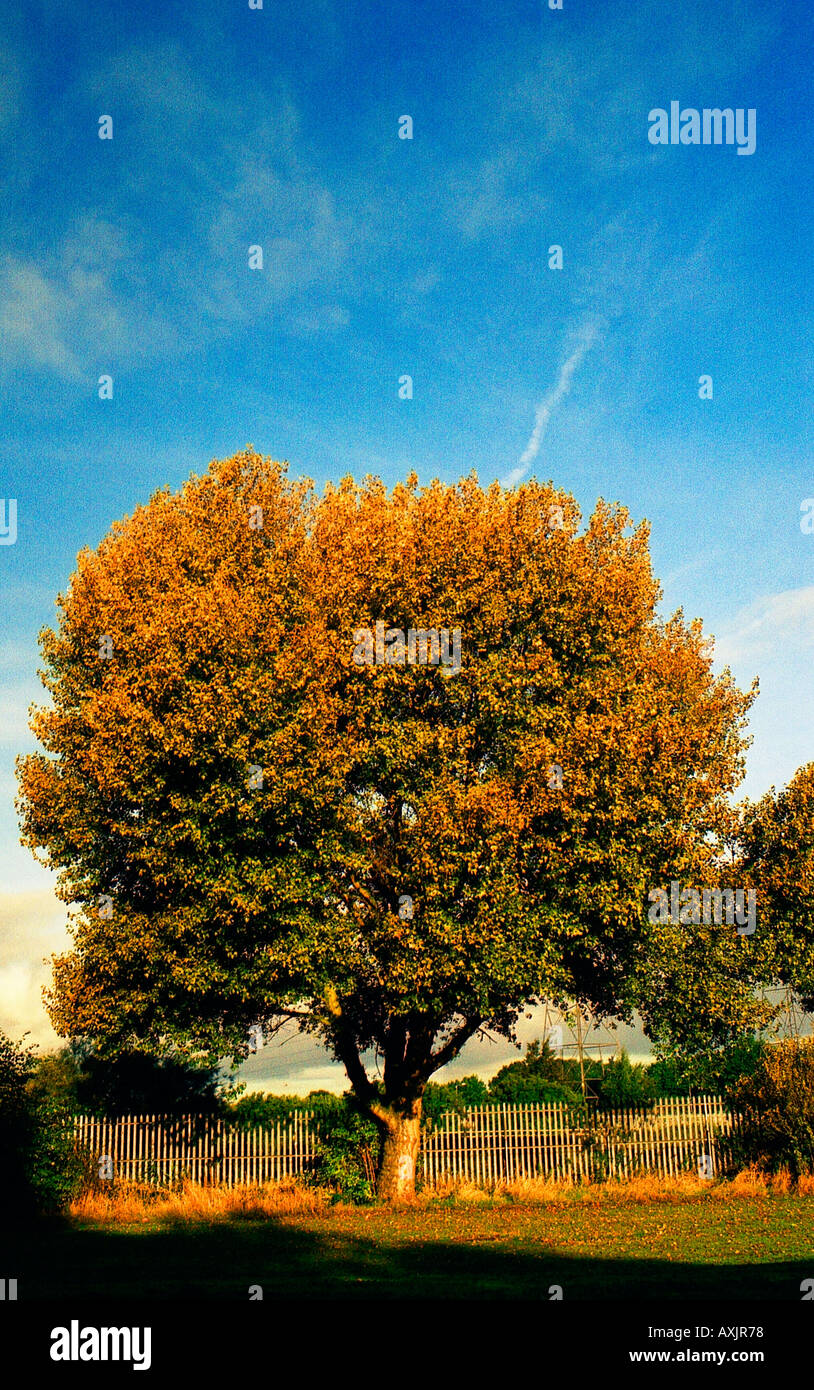 Russet brown orange golden colour hi-res stock photography and images ...