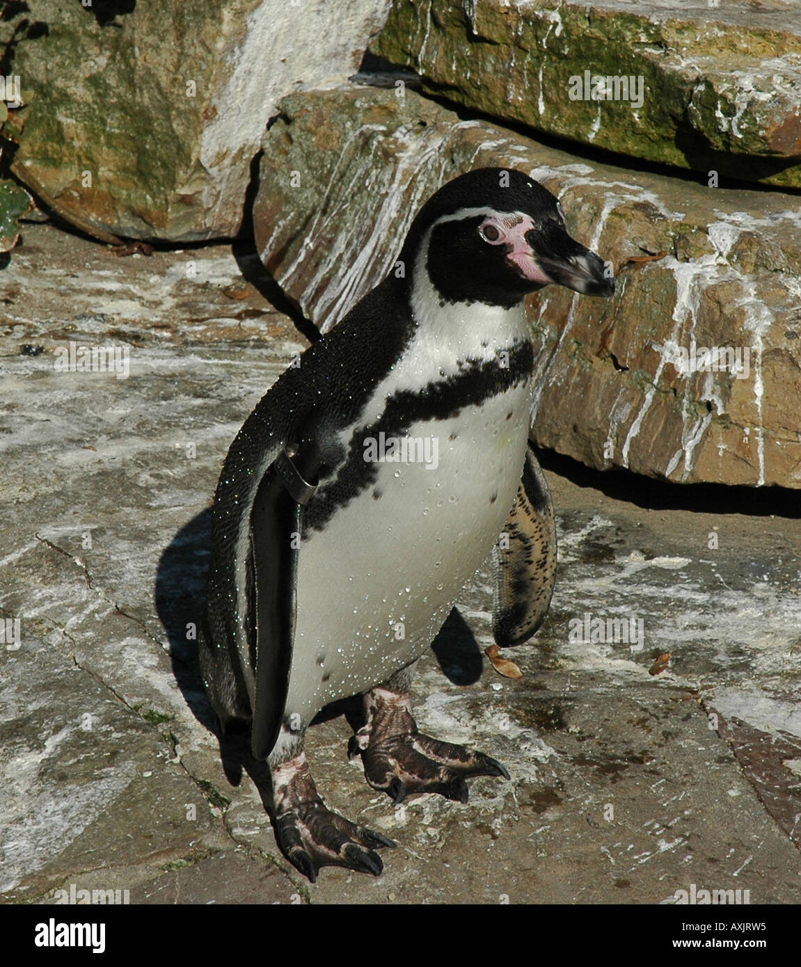 Animal in Smoking Stock Photo - Alamy
