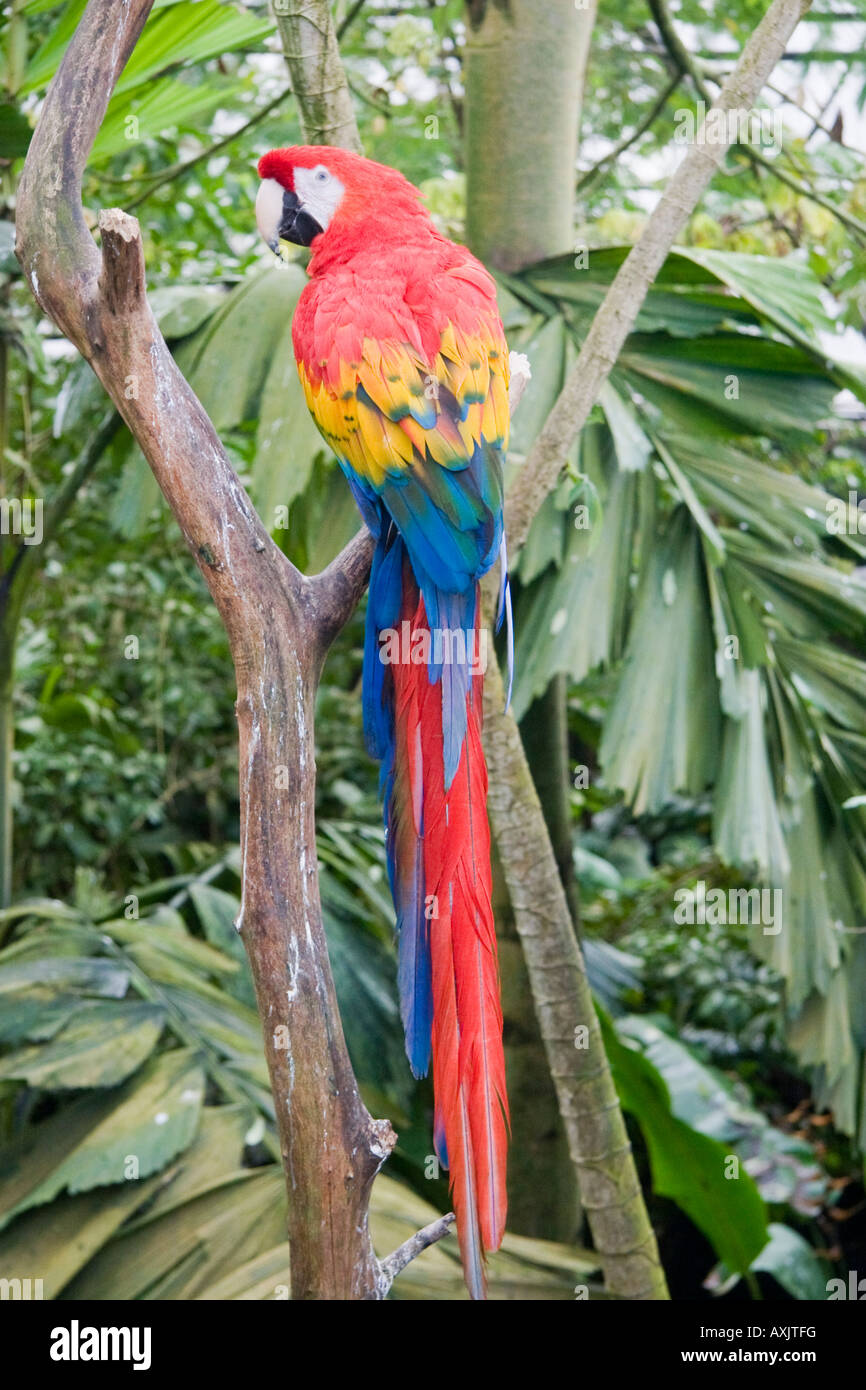 large colourful parrot Scarlet Macaws Stock Photo - Alamy