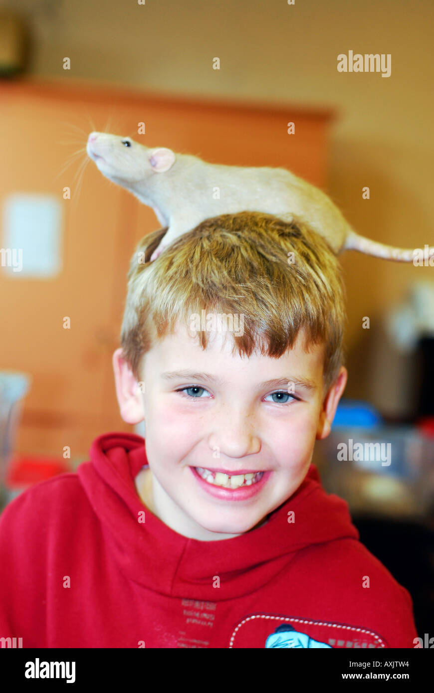 White rat sat on boys head Stock Photo - Alamy