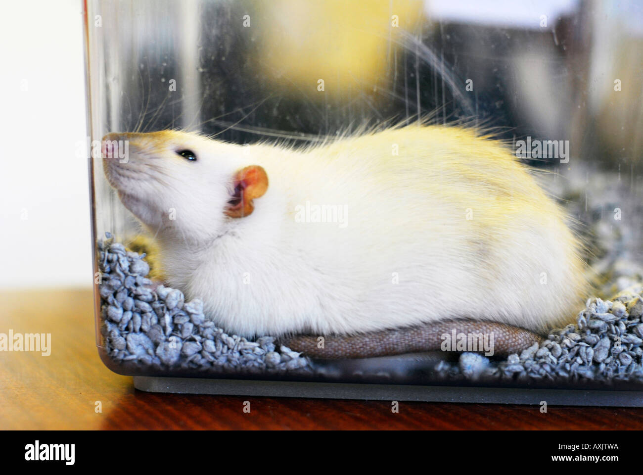 The North of England rat show Stock Photo - Alamy