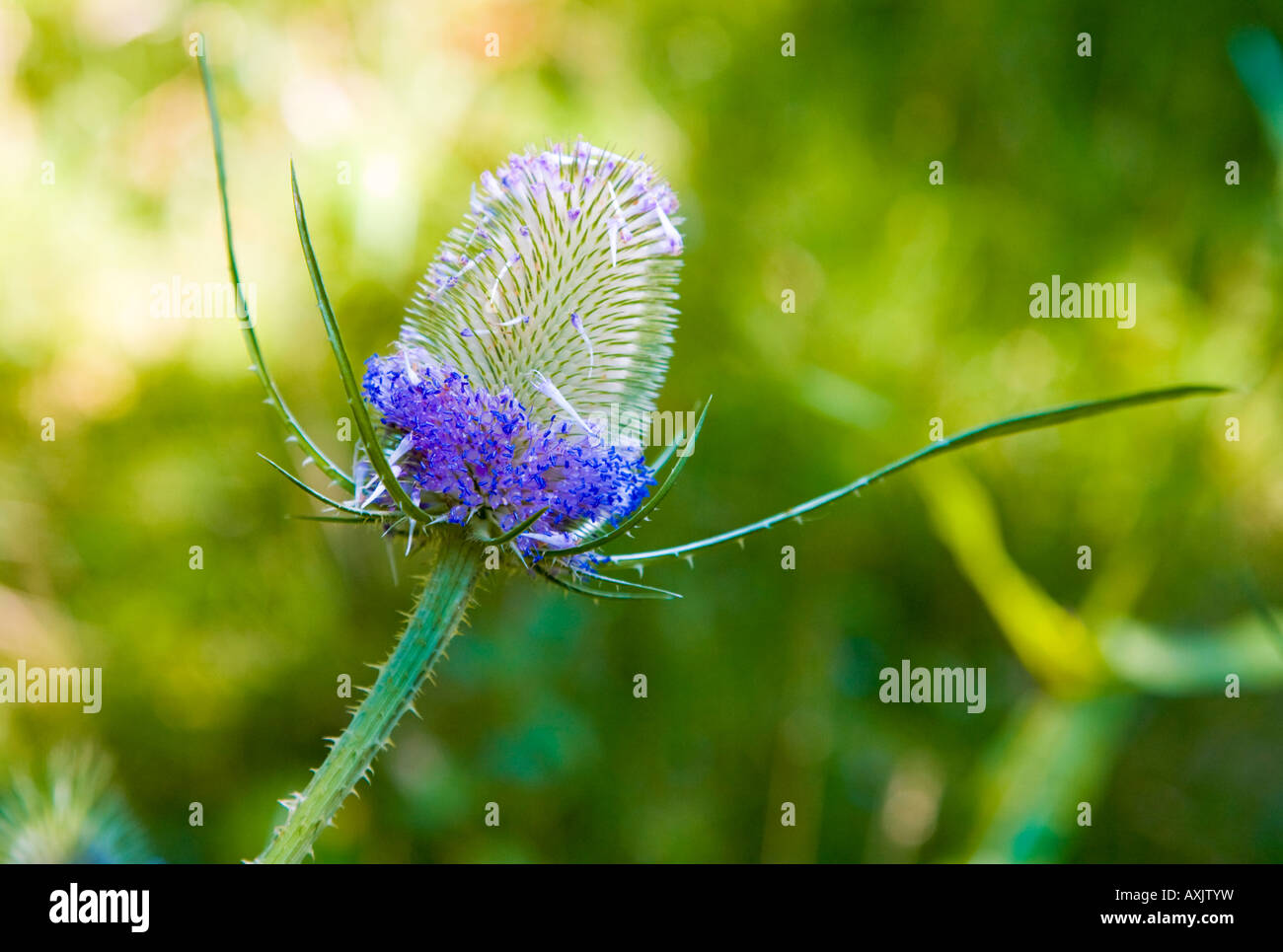Blue Teasel growing wild in Norfolk, England in the summertime Stock ...