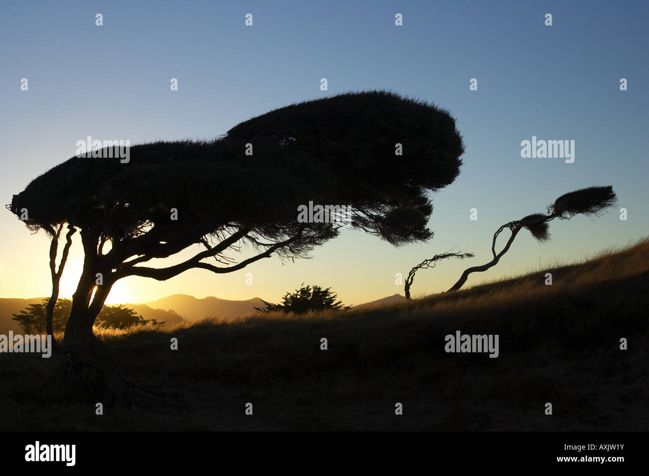 Wind blown Trees Sandymount Otago Peninsula near Dunedin South Island ...