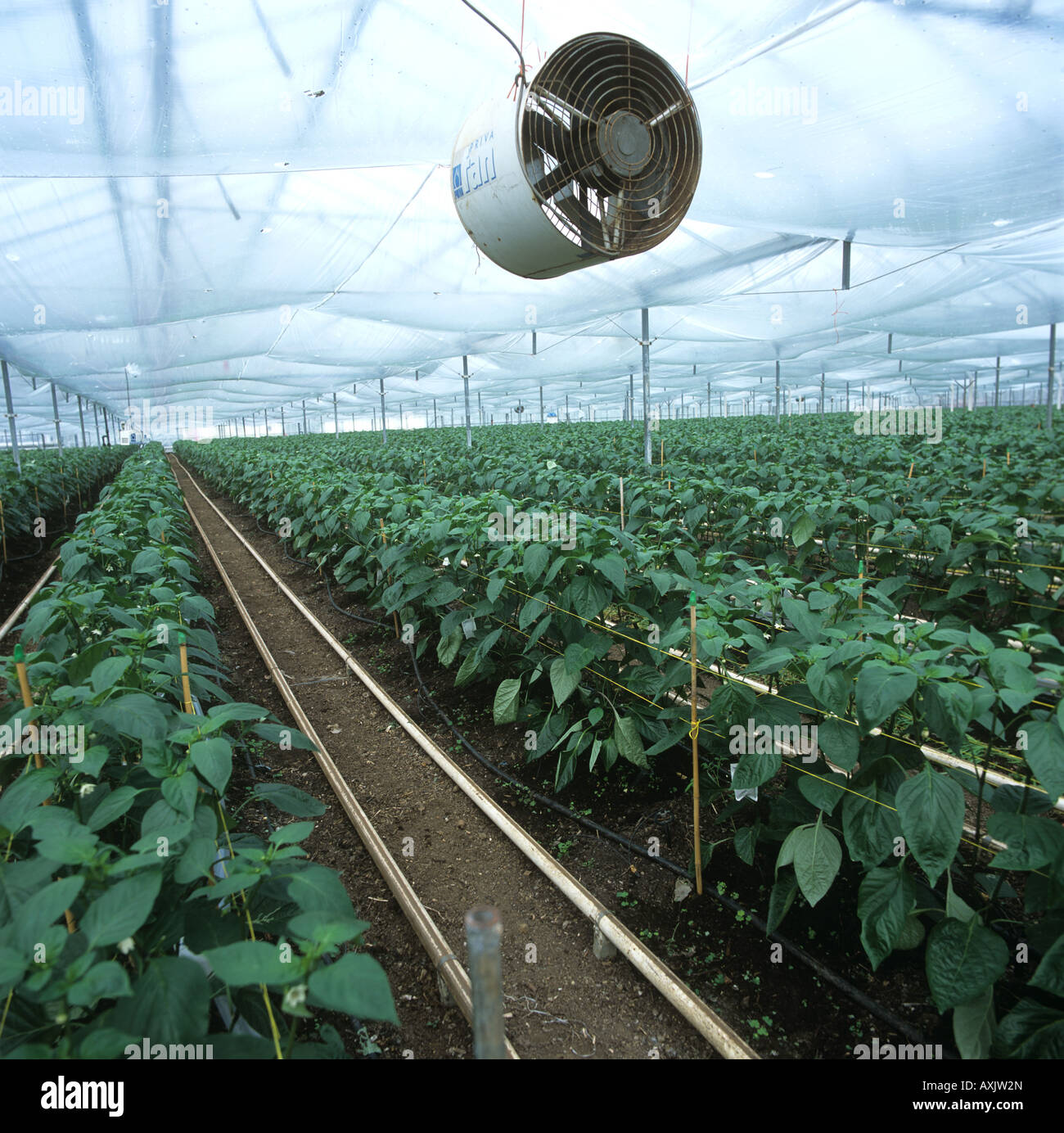 Organic sweet pepper glasshouse crop Capsicum annuum growing in soil ...