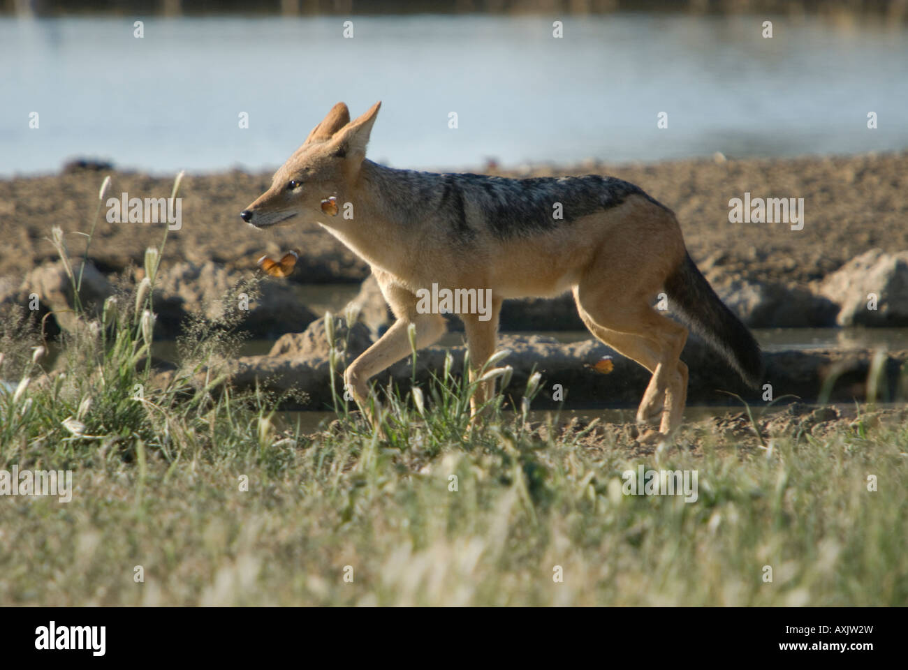 Jackal in the water hi-res stock photography and images - Alamy