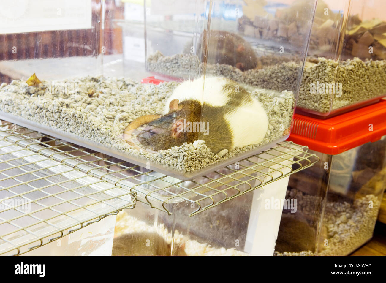 Competition rodents hi-res stock photography and images - Alamy