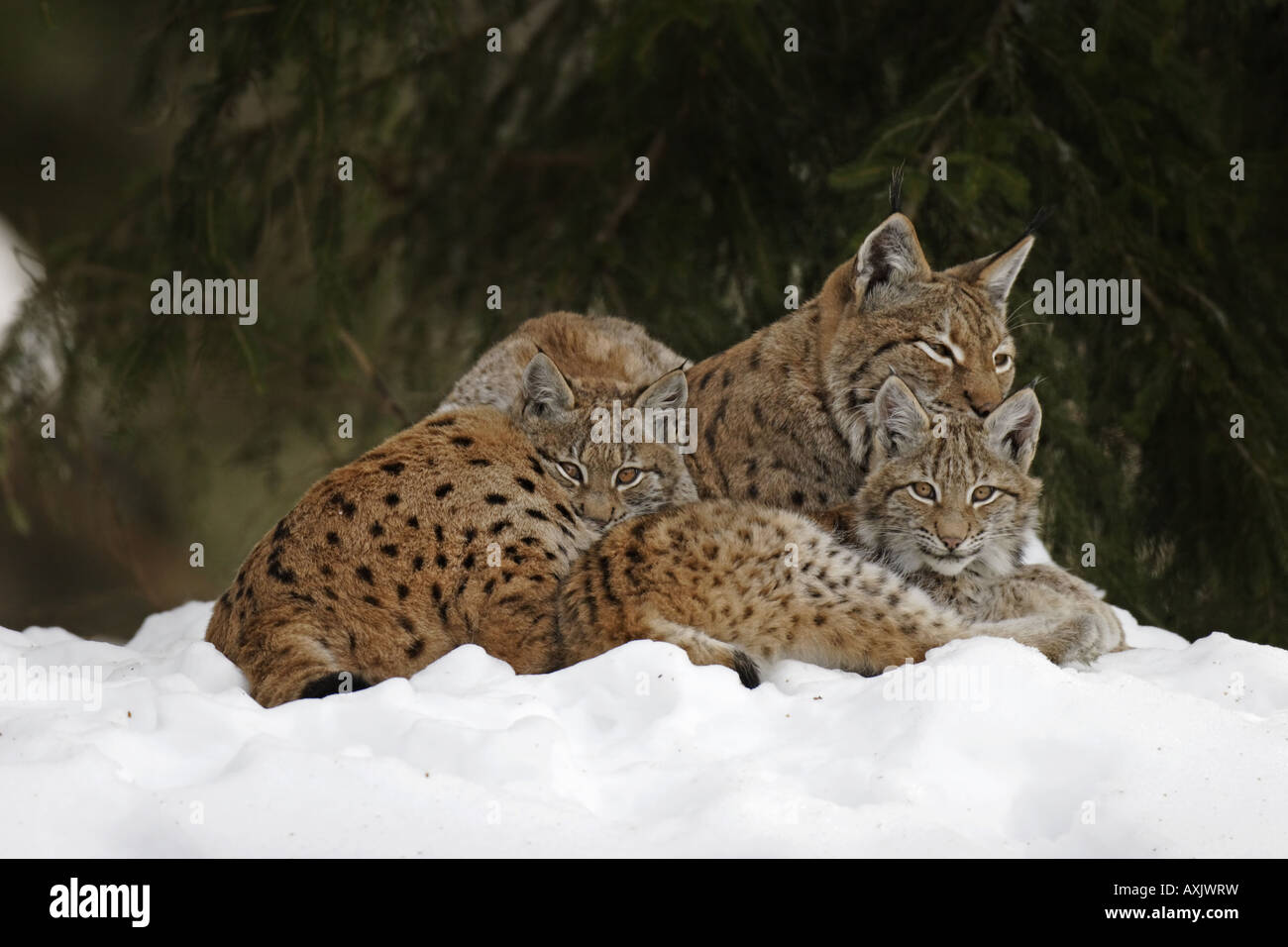 Mutter aufmerksam hi-res stock photography and images - Alamy