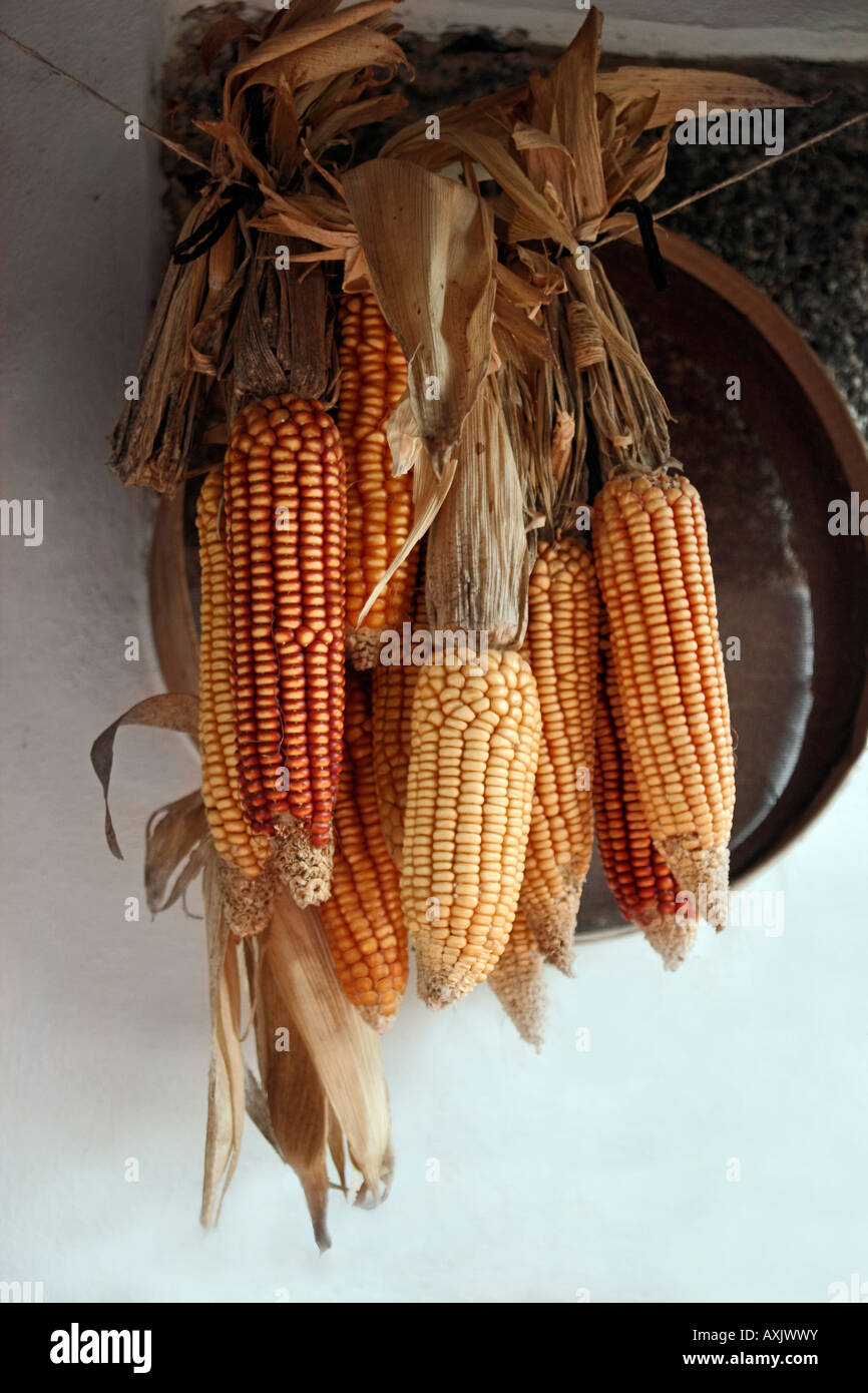Animal feed maize hi-res stock photography and images - Alamy