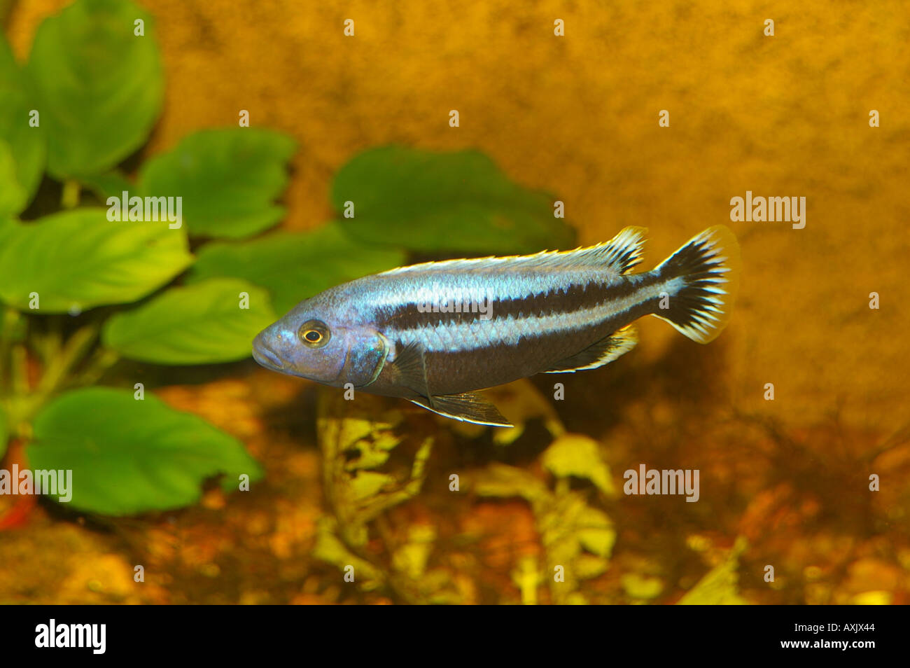 Haplochromis High Resolution Stock Photography and Images - Alamy