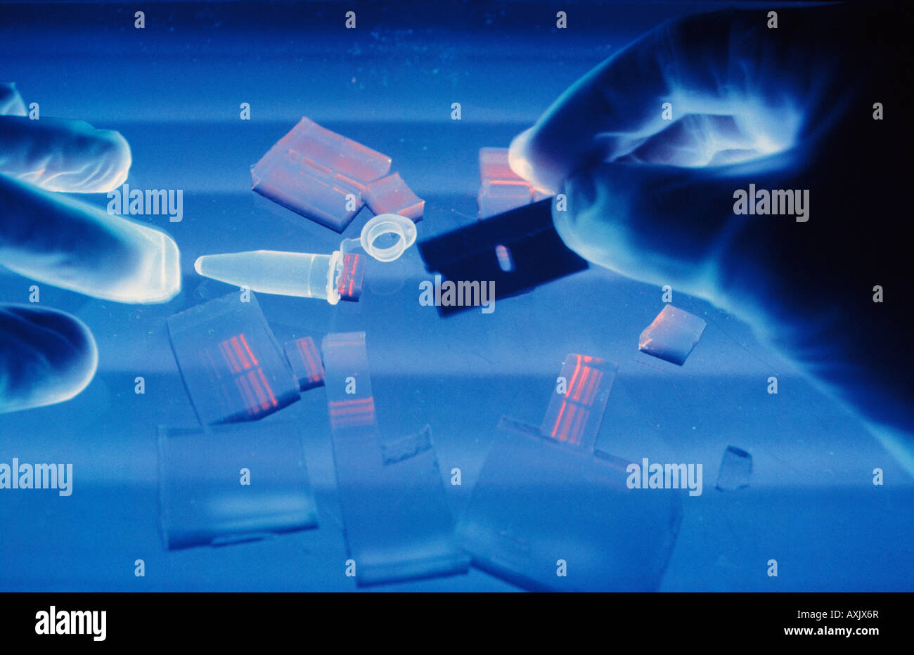 Dna Gel High Resolution Stock Photography and Images - Alamy