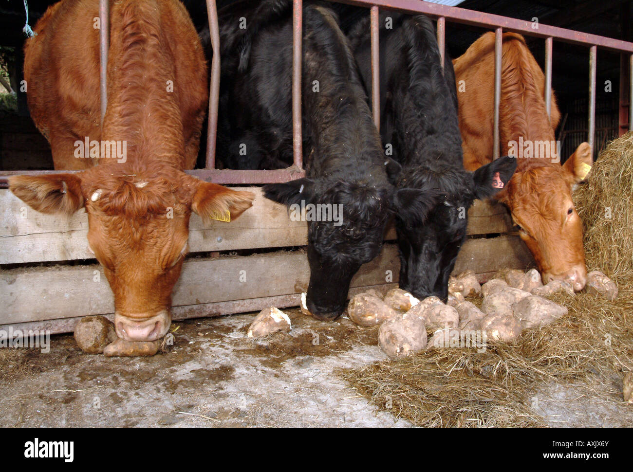Beef Cattle feeding on silage through feed barrier Stock Photo - Alamy