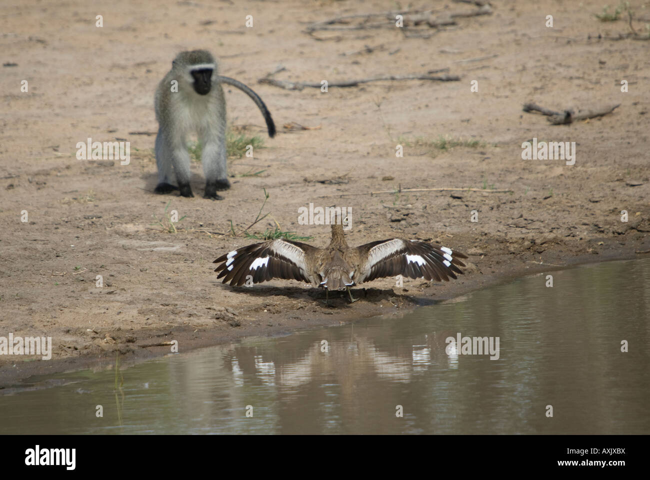 African dikkop hi-res stock photography and images - Alamy