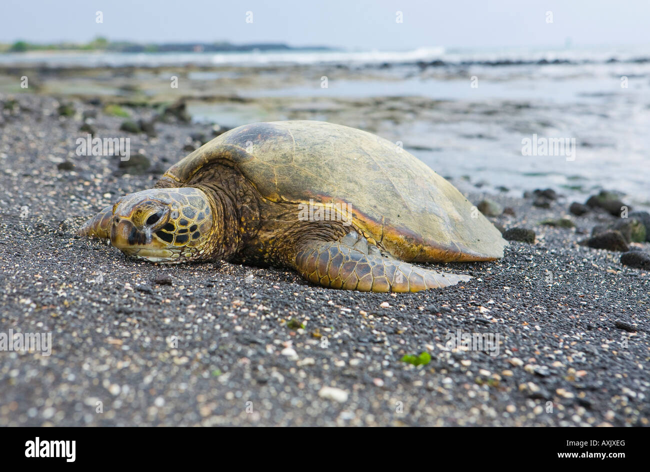 A Sea Turtle on the beach near Kona Hawaii Stock Photo - Alamy