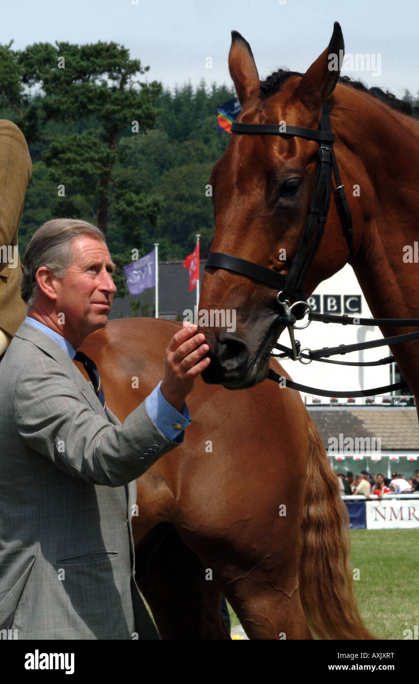 HRH Charles Prince of Wales strokes the nose of a Welsh Cob at the ...