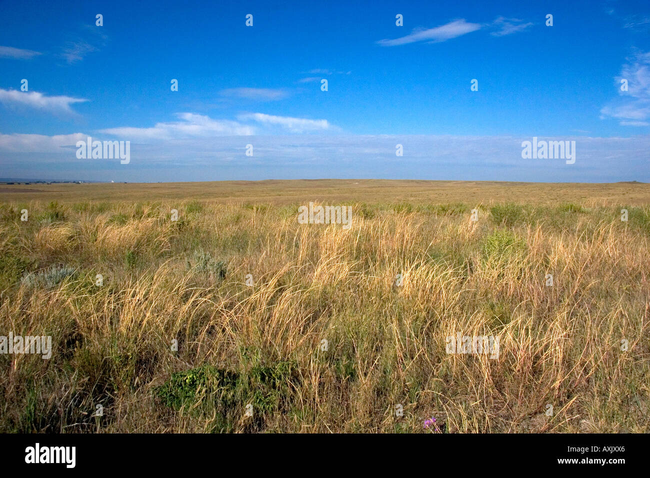 Grassland prairie hi-res stock photography and images - Alamy
