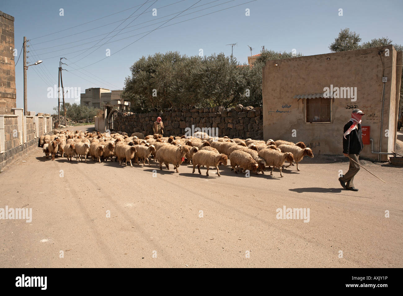 Syria Ezraa arab shepherds with flock Stock Photo - Alamy