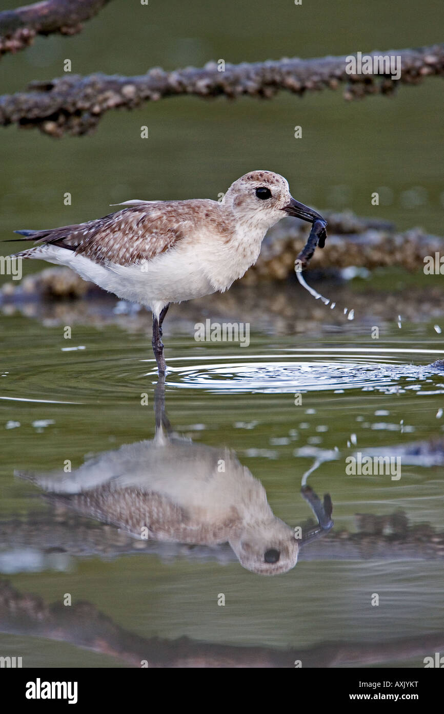 A Black-Bellied Plover eating worm in Estero Bay, Fort Myers Beach ...