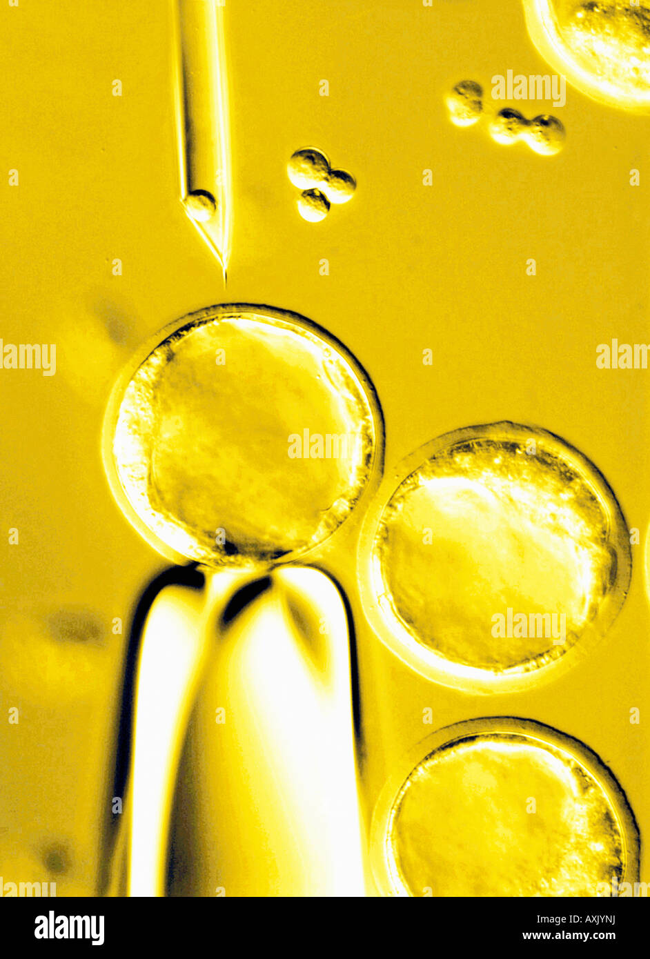 cloning microinjection of human embryonal stem cells ES cells into egg ...