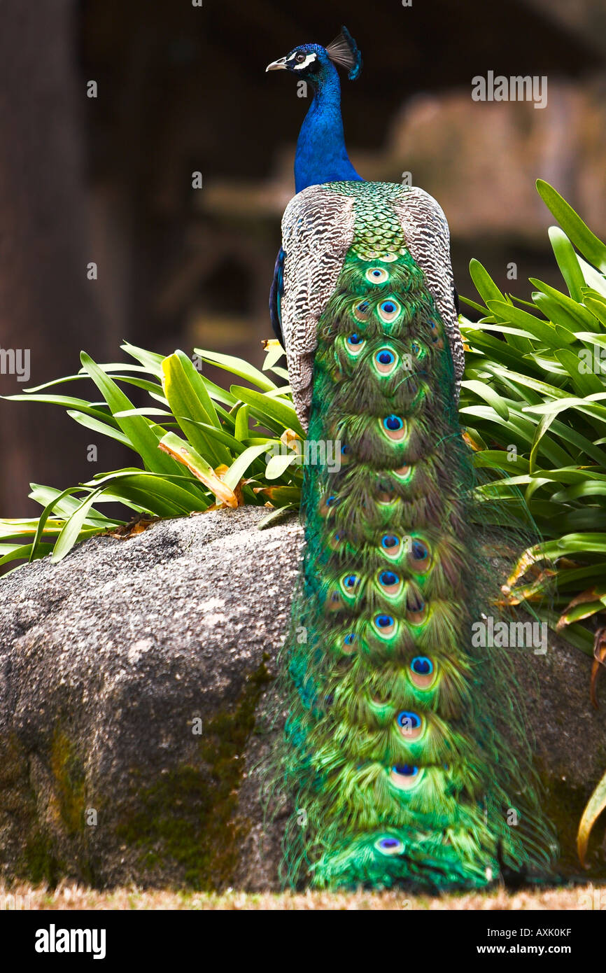 peacock natural beautiful feathers for attraction standing pearched on ...