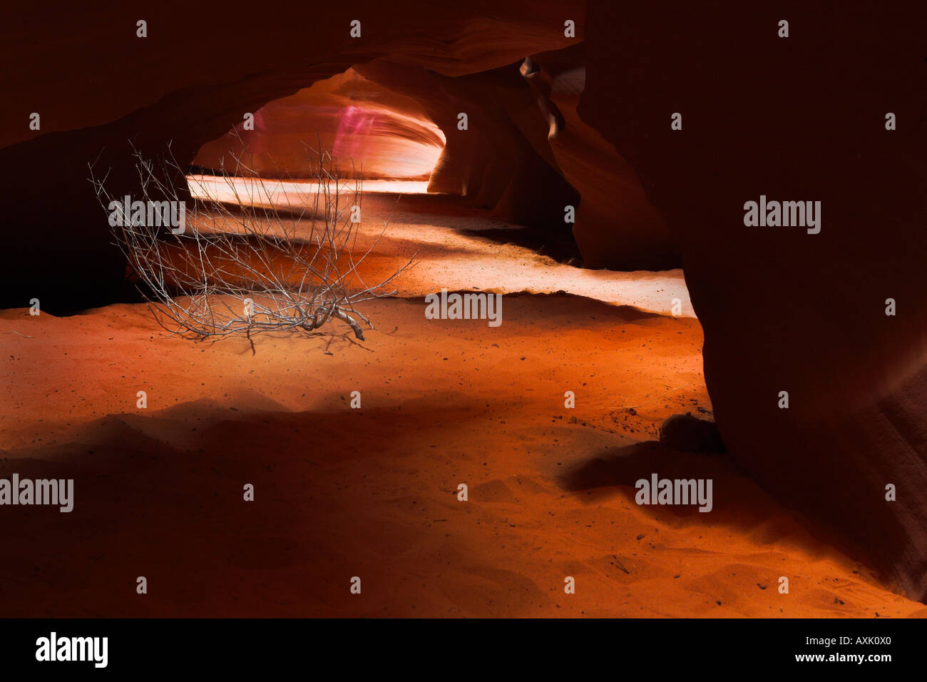 desert plant ground rock dirt low narrow round tunnel walls hole light ...