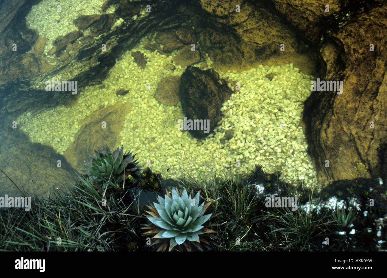 Rock pool on the summit of Roraima tepuis, Venezuela, South America ...