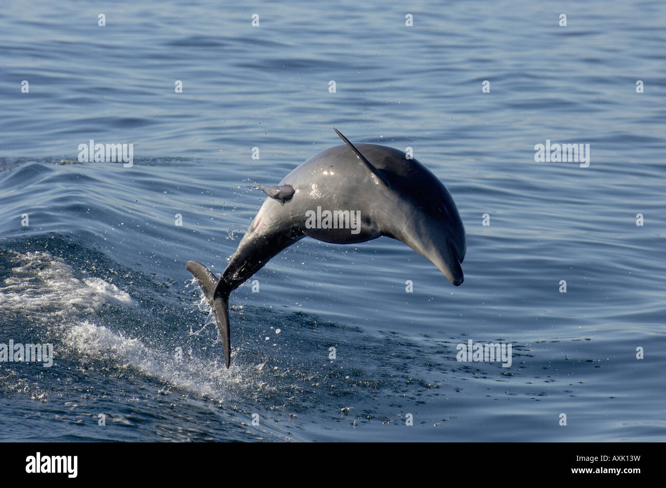 Bottlenose Dolphin Tursiops truncatus Sea of Cortez Mexico leaping out of water showing attached ...
